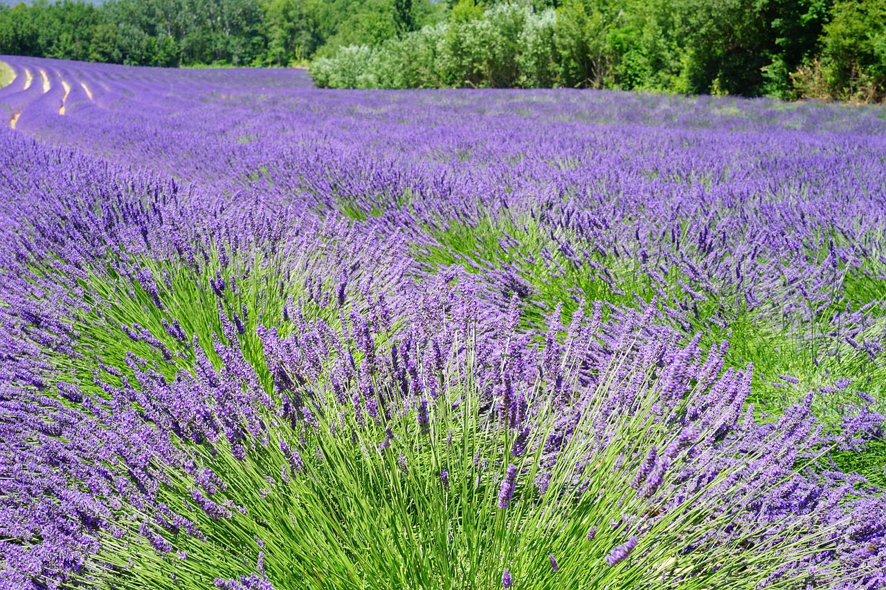 Exploring the Power of Linalool in Cannabis: Unlocking the Therapeutic ...